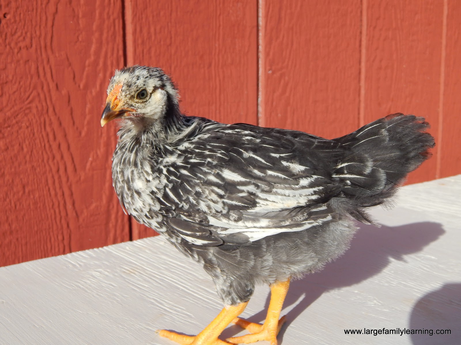 Large Family Learning : Raising Baby Chicks: 4 Weeks Old