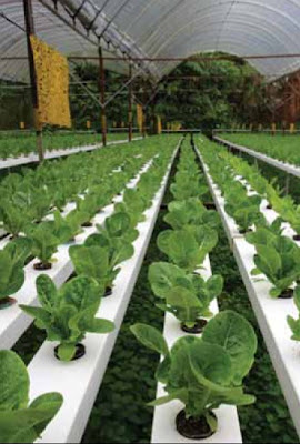 guide for hydroponics farming