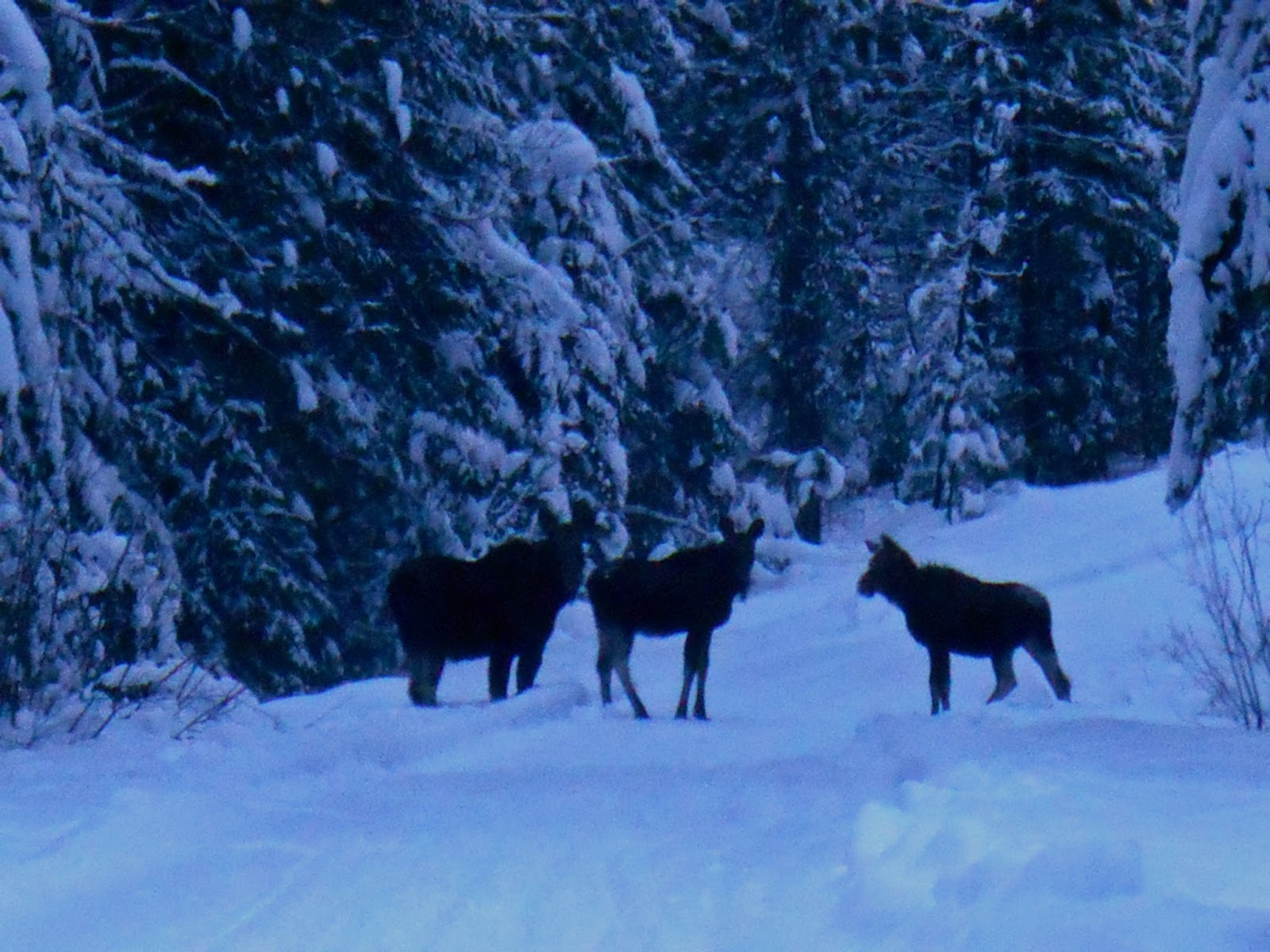 Methow Valley Snowmobile Association: Twisp River Sighting