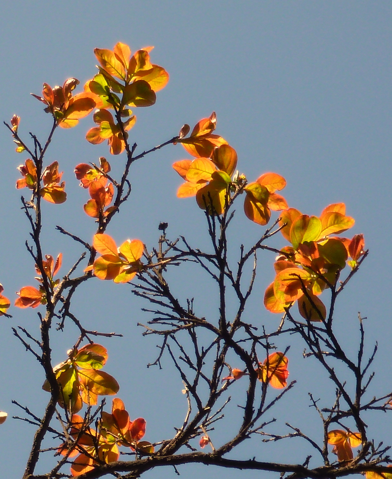 Árboles con alma: Arbol de Júpiter. (Lagerstroemia índica)