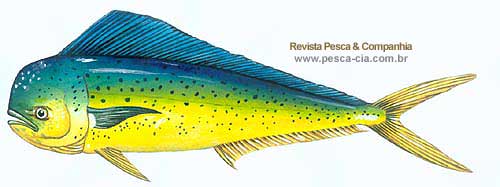 Pesca Amador