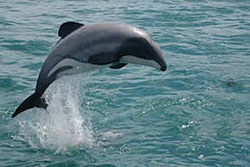 Fernanda: Cephalorhynchus hectori maui