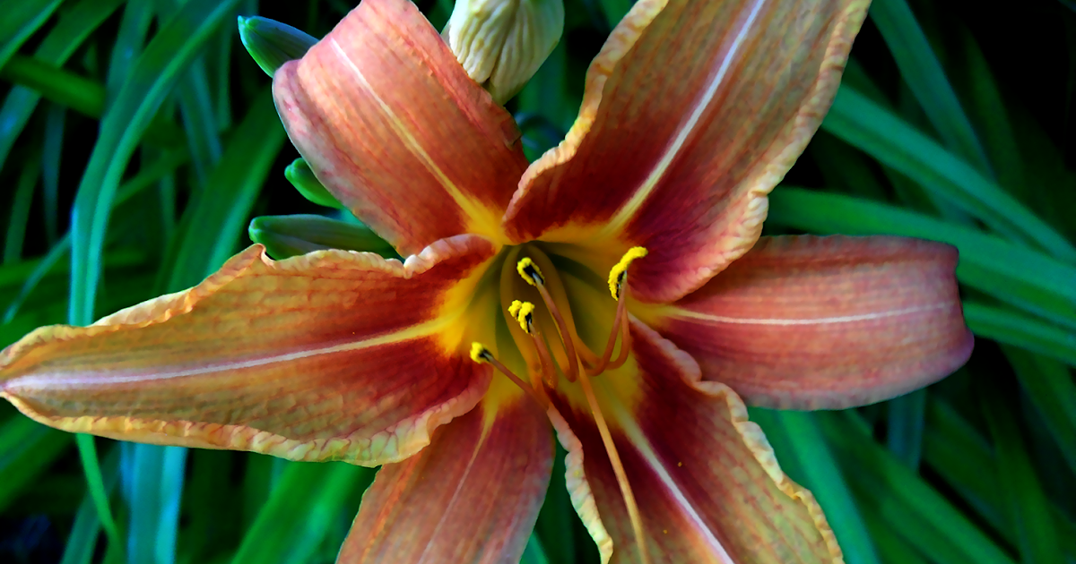 Étant donné: Hemerocallis fulva