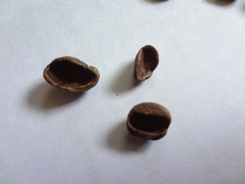 A Coffee Lover's Blog: Roasting - Bean Defects
