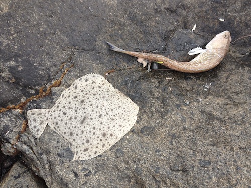 Fiskeblogg - en fiskedagbok: Artsliste & rekorder