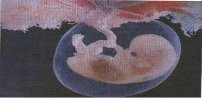 PROSES KEJADIAN MANUSIA MENURUT SAINS DAN PERSPEKTIF ISLAM