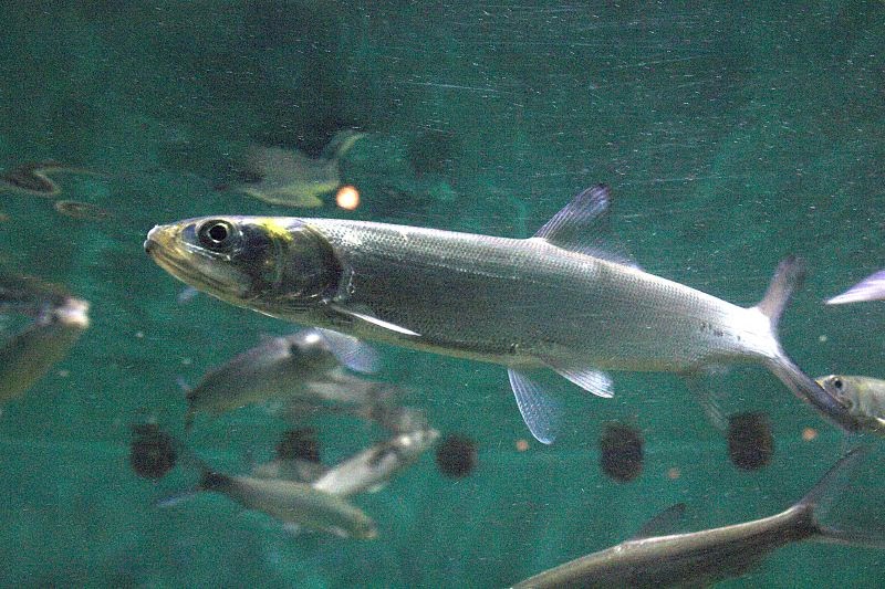 Ladyfish - Fishes World - HD Images & Free Photos