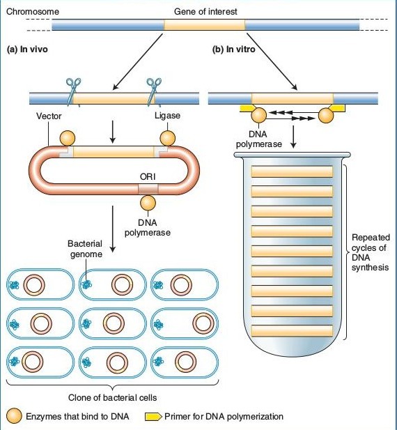 Biology Videos: Isolating and Amplifying Specific DNA fragments