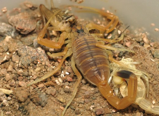Deathstalker Most Dangerous Scorpion In The World | The Wildlife