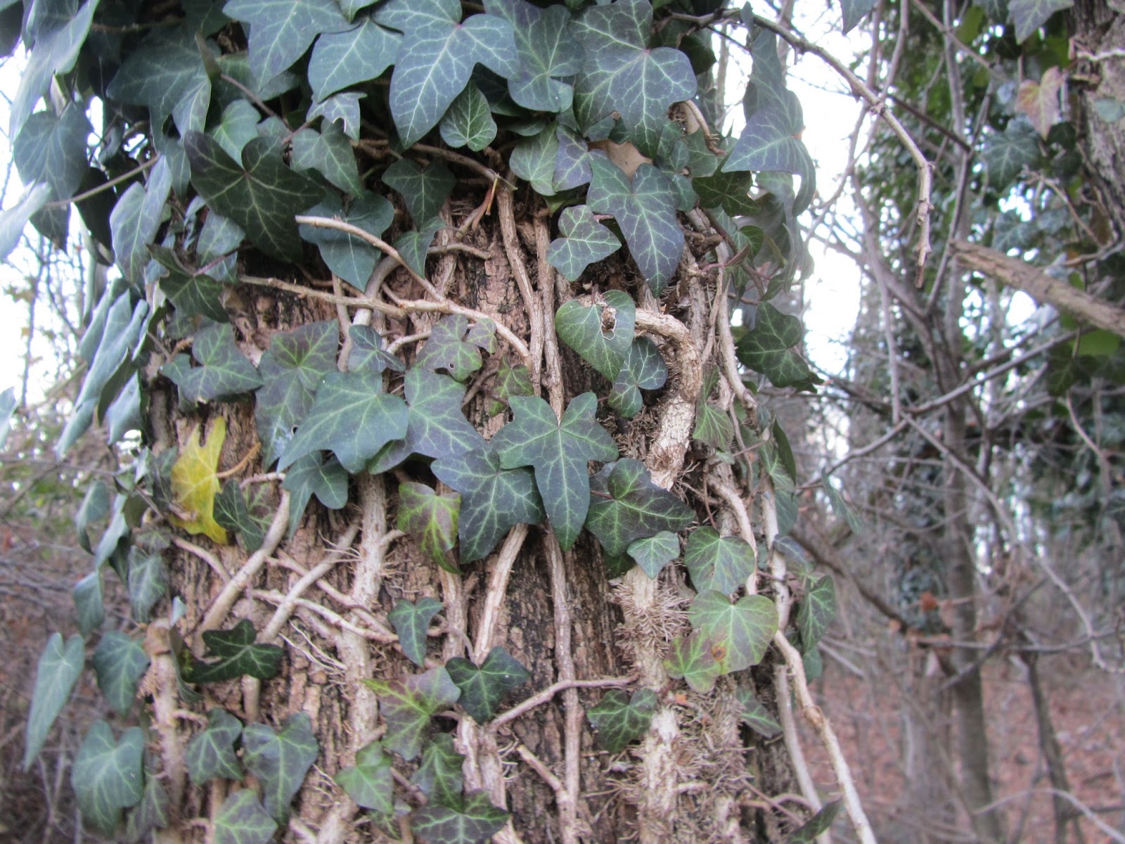 Edera (Hedera helix) alla Conquista delle Zone Ombrose, Come si Coltiva ...