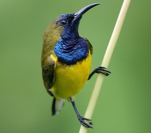 Birds of the World: Olive-backed sunbird