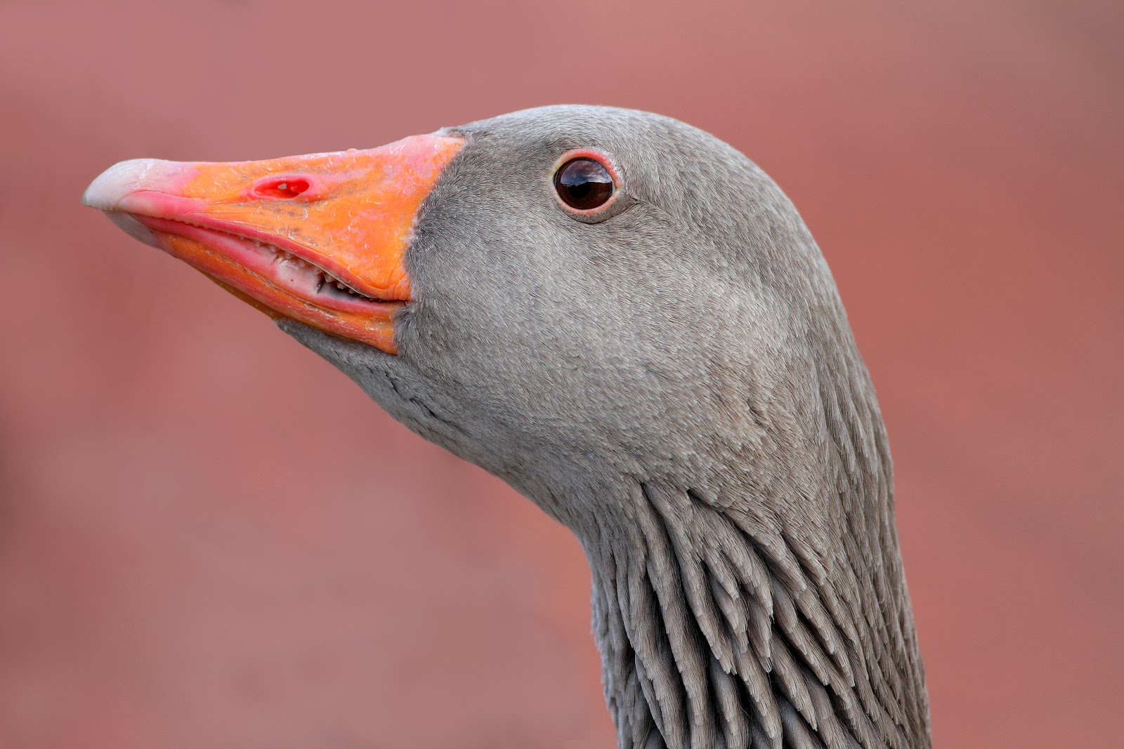 CRÒNIQUES NATURALISTES: FOTOS D'OCELLS AQUÀTICS