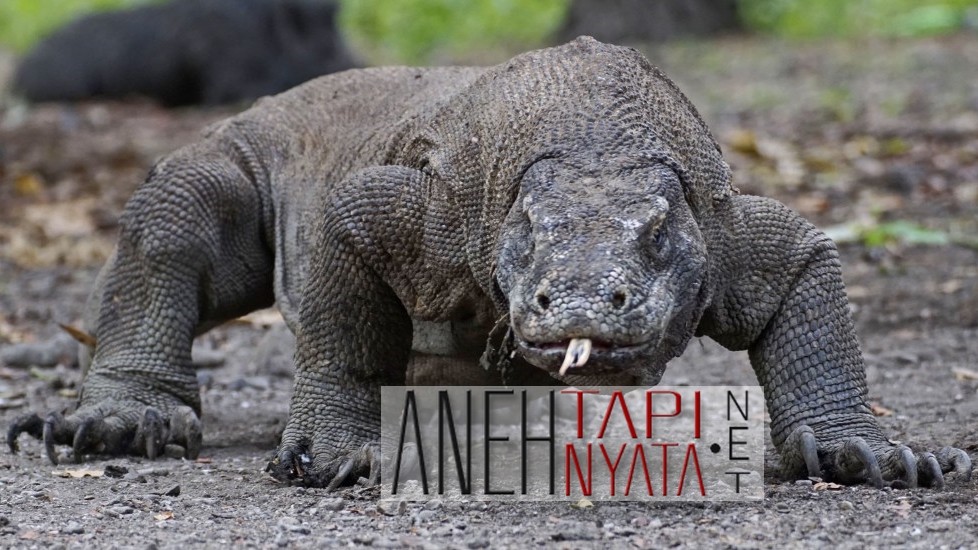 Fakta Unik Taman Nasional Komodo Yang Jarang Diketahui