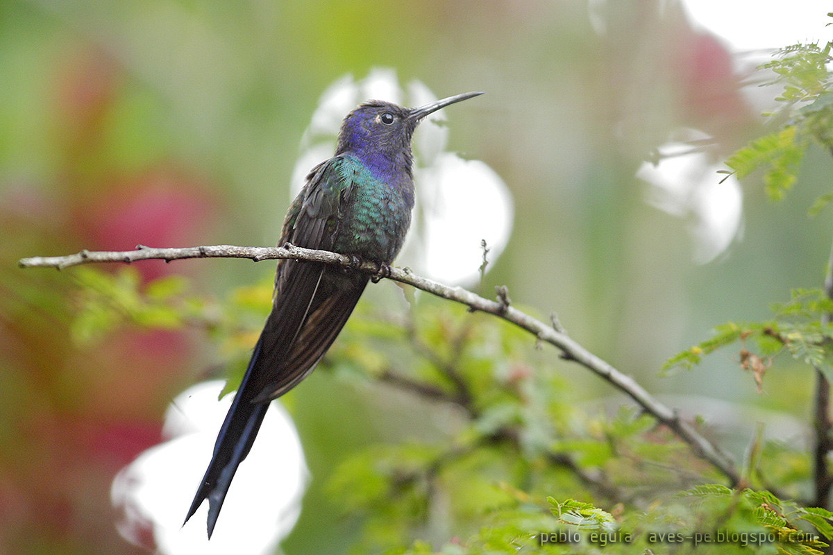 mis fotos de aves: Eupetomena macroura Picaflor Tijereta Swallow-tailed ...