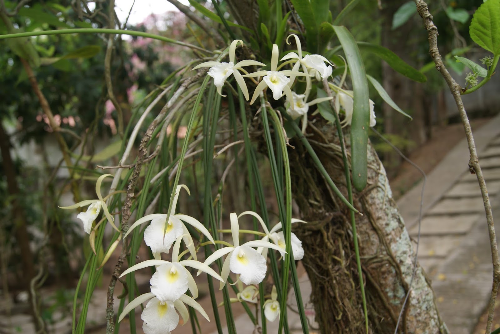 Orquídeas do nosso quintal: Brassavola tuberculata
