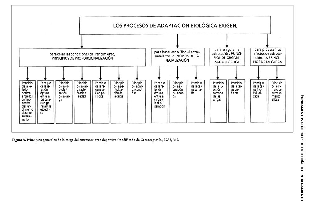 FISIOLOGÍA DEPORTIVA PARA PRINCIPIANTES: PRINCIPIO DE PROGRESIVIDAD DE ...