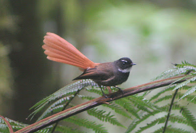 Pesona Indonesia: 12 Burung Cantik dan Langka di Pulau Sulawesi
