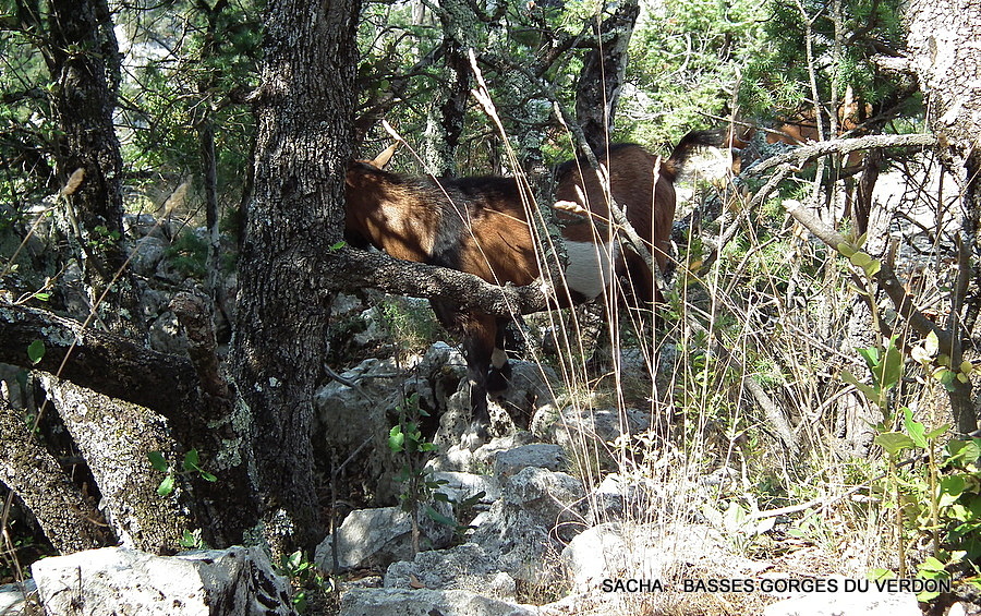 Un jour....Une photo !: Chèvres de Rove " Chapelle Ste Maxime Basses ...