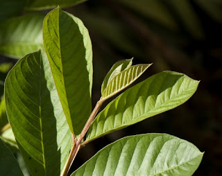 Guava leaves - its benefits and uses.