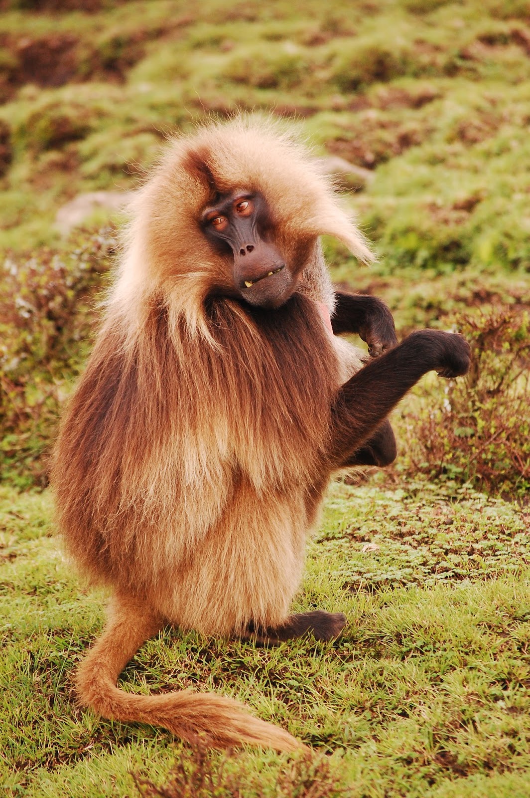 Espacio dedicado a la naturaleza: Gelada (Theropithecus gelada)