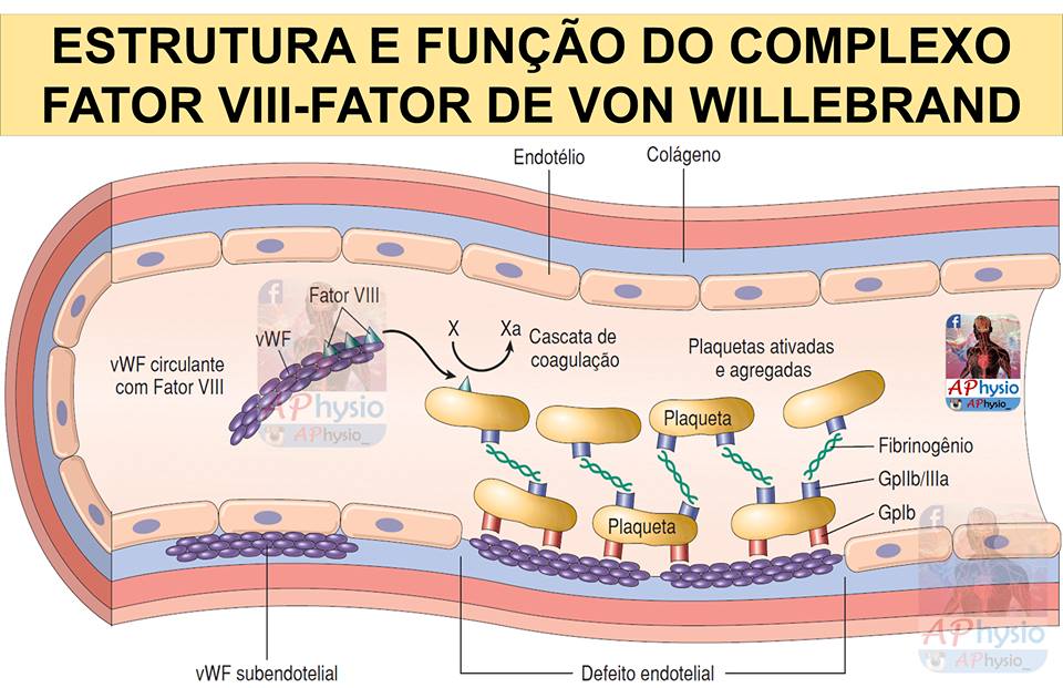 Fator Viii De Coagulação - NAZAEDU