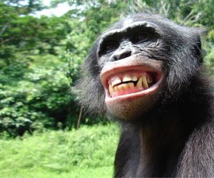 Mono Sonrisas y sus tertulias: 'Mono Sonrisas JAJAJÁJA'