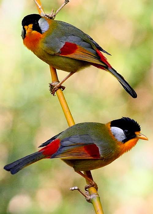 Birds-Our feathered friends ~ Stunning nature