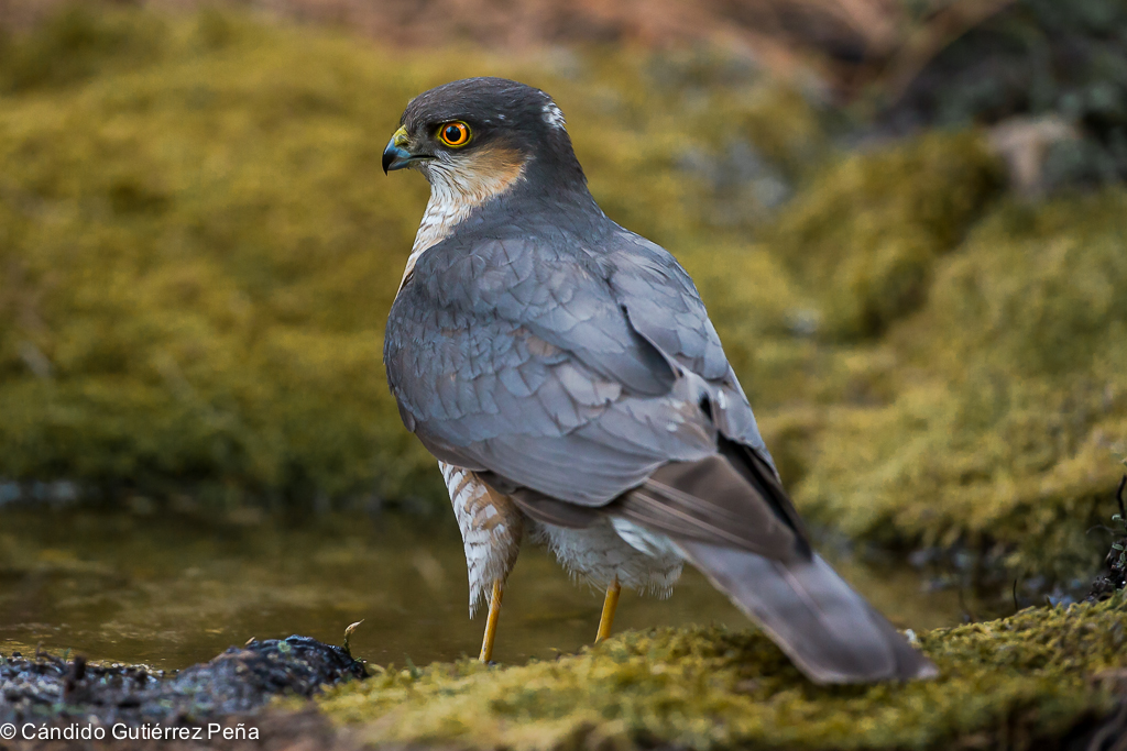 GAVILAN COMUN - Accipiter Nisus | Observatorio de la Naturaleza