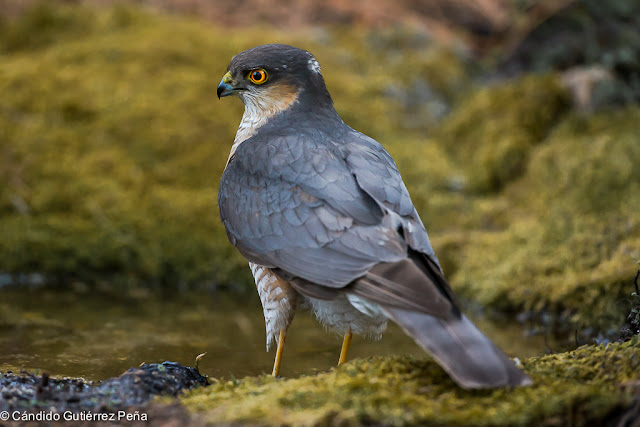 GAVILAN COMUN - Accipiter Nisus | Observatorio de la Naturaleza