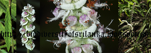 Biodiversity of Sri Lanka: May 2016