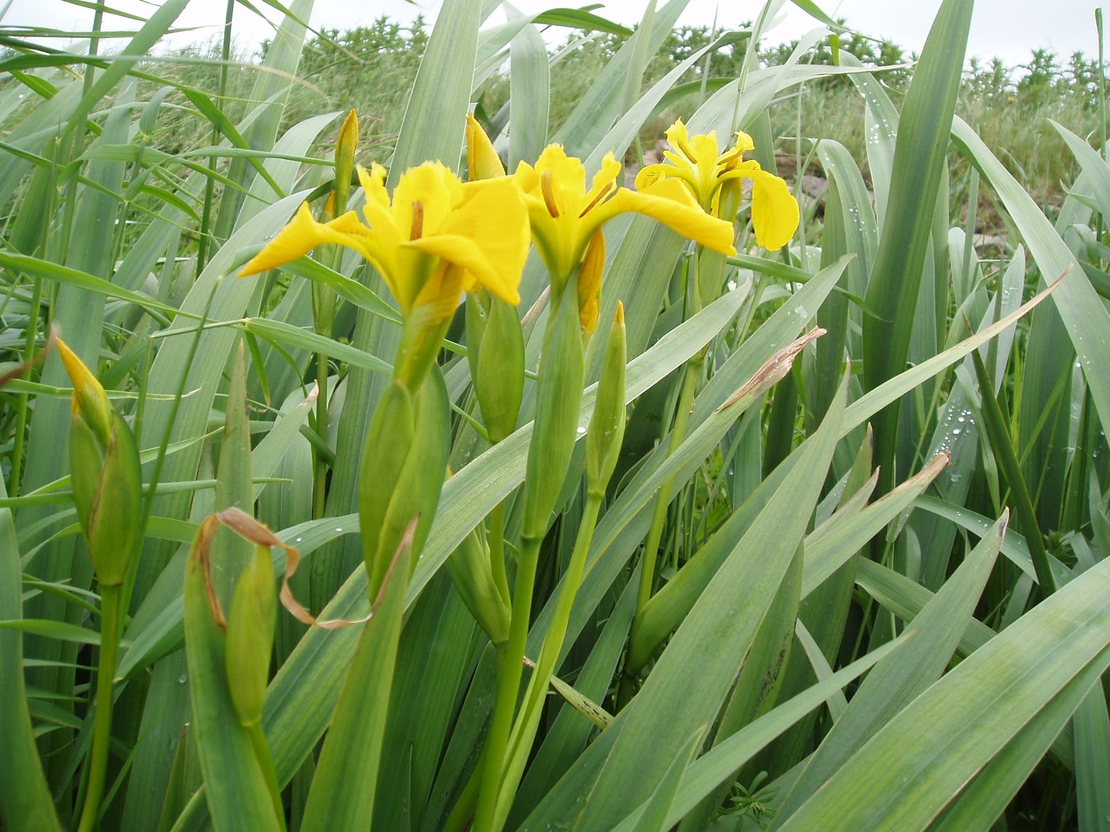 The Orkney Book of Wildflowers: Yellow Flag
