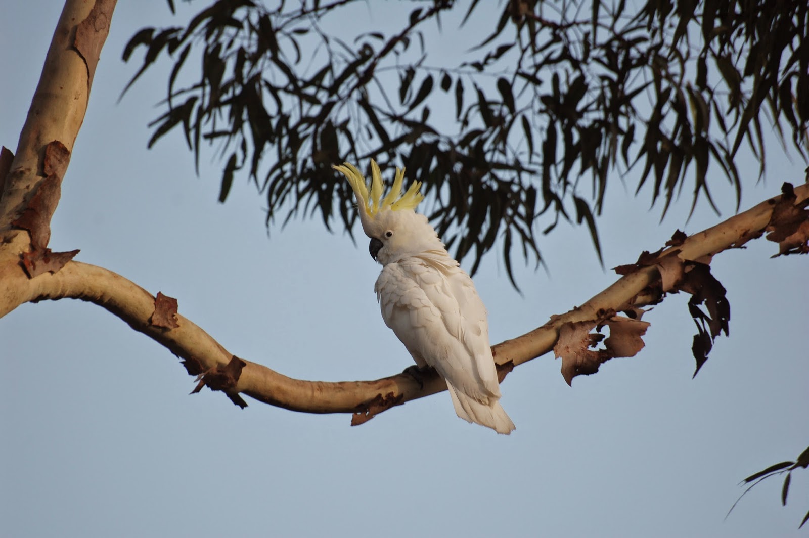 Amongst Gum Trees: Like a mad cockatoo