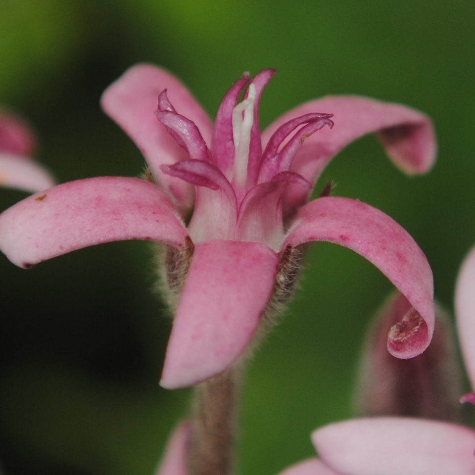 FOTOS DE FLORA NATIVA Y ADVENTICIAS DE URUGUAY : Oxypetalum solanoides ...