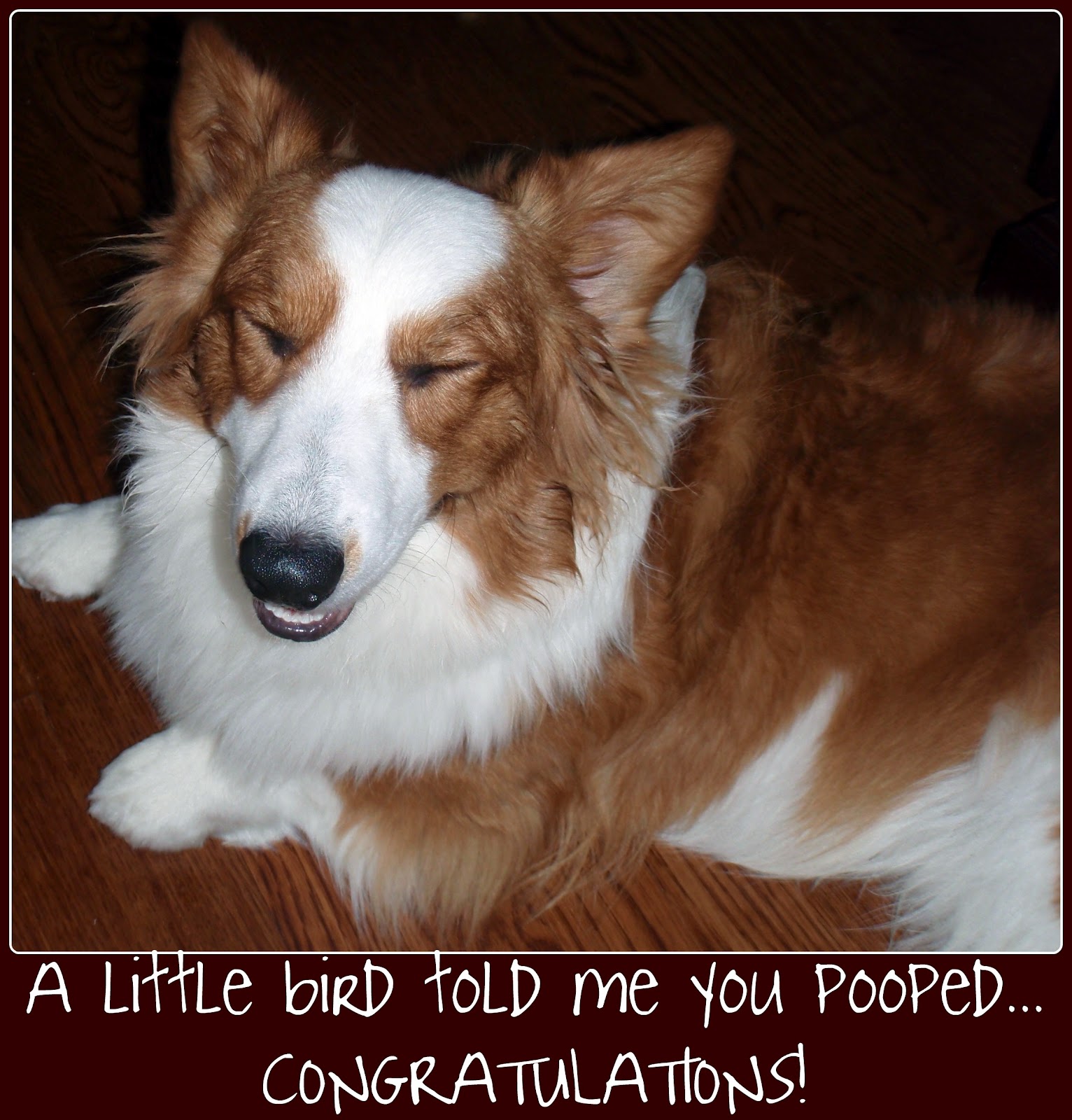 The Chronicles of Cardigan: Hello, Monday, Constipation Is Funny!