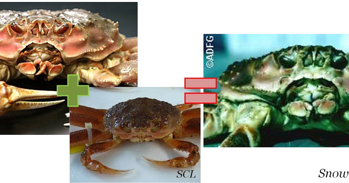 Snow Crab Love: Hybrid crabs