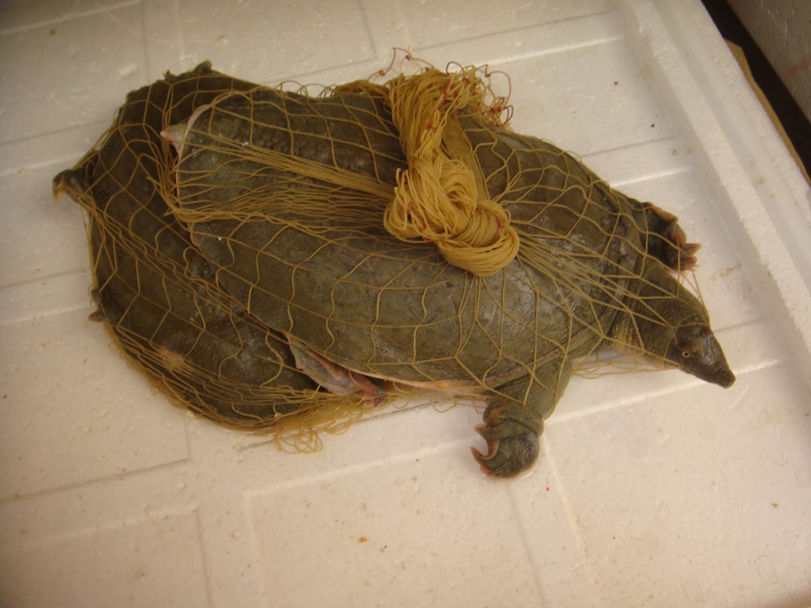 Supersupergirl's Food Reviews: Softshell turtle!