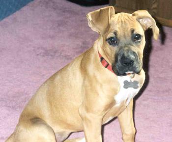 Boxer And German Shepherd Mix | Dog German Shepherds