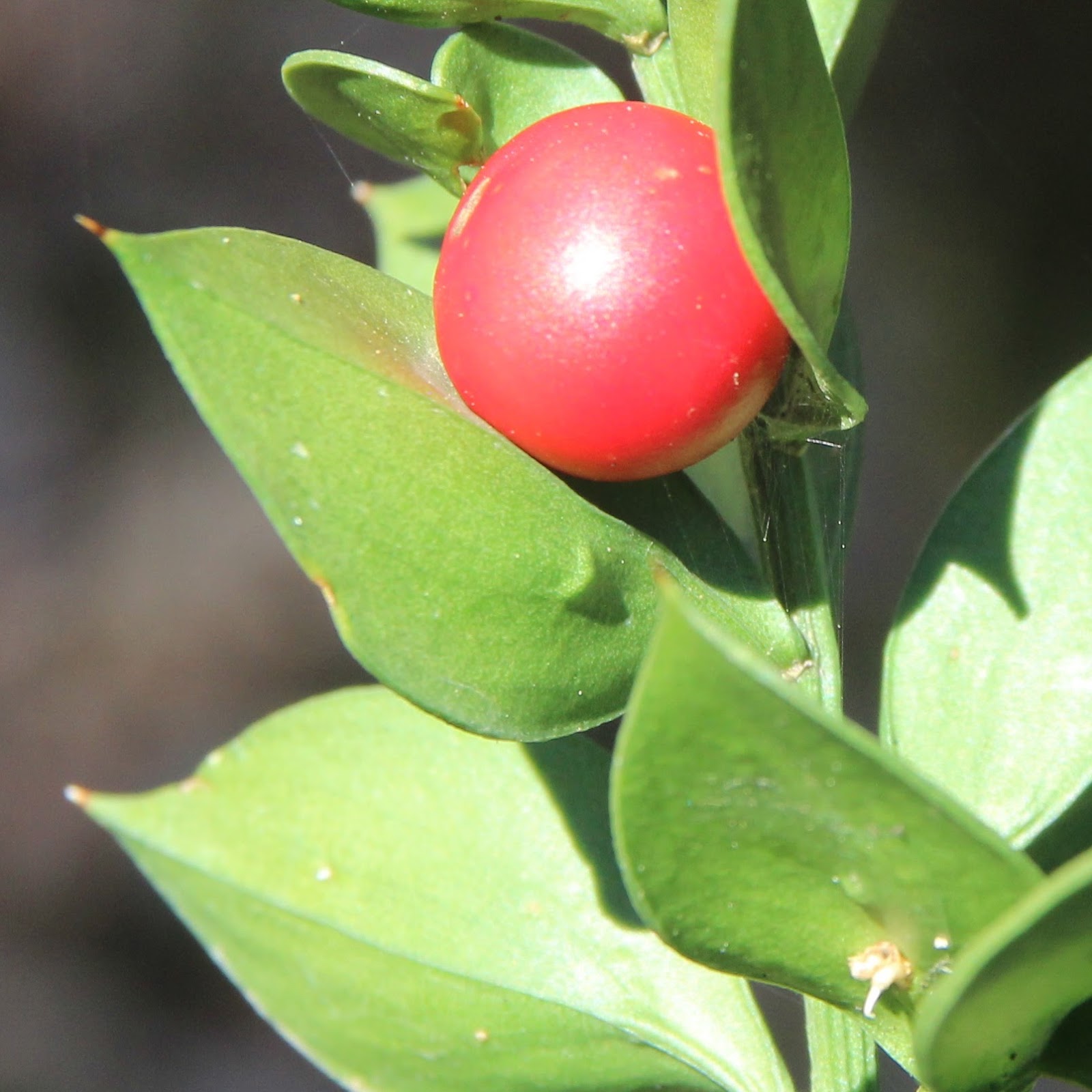 EL MUNDO MICROSCÓPICO DE LAS PLANTAS: Ruscus aculeatus L. (Rusco)
