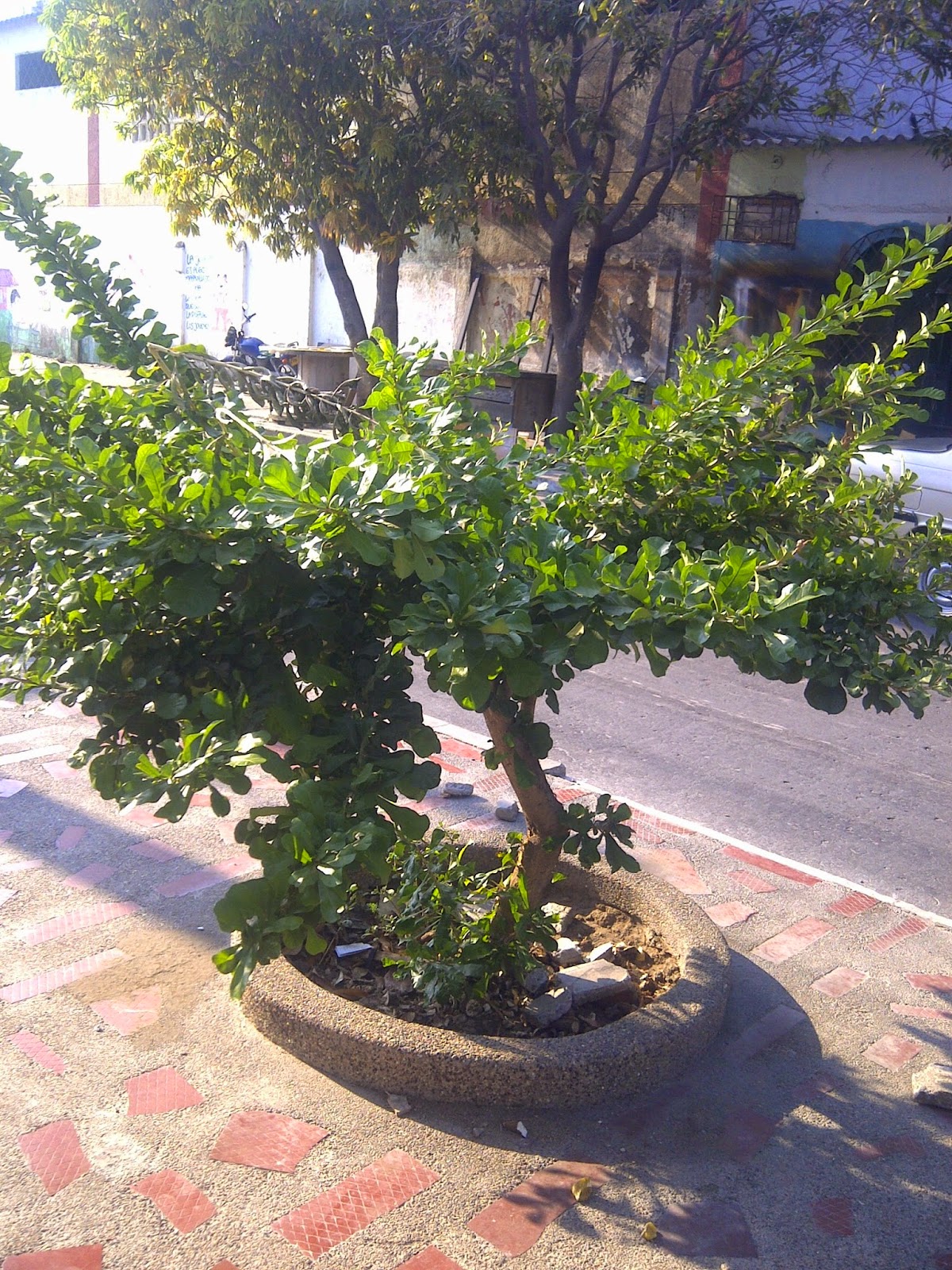 Santa Marta, sus especies vegetales : TOTUMO O CALABAZO (Crescentia cujete)