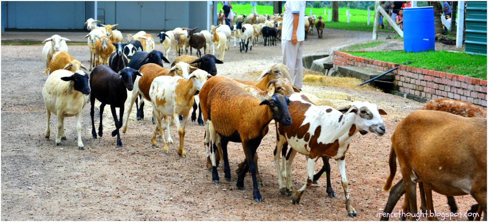 irence ღ thought : [马来西亚：居銮] Kluang UK Farm 休闲农场 Part 1