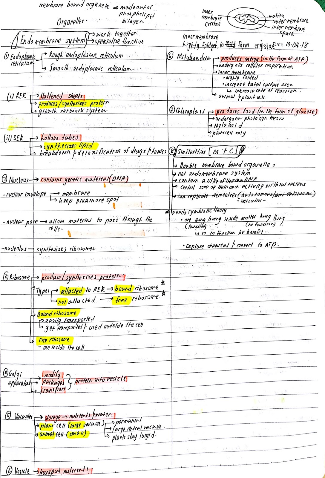MUFY Biology Semester 1 Notes (RAW)