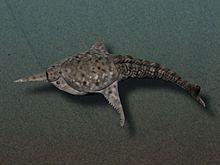 Life Before the Dinosaurs: Doryaspis.