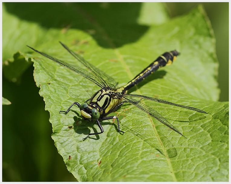 Kent Dragonflies: The Common Clubtails of West Sussex