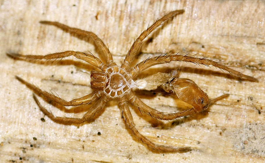 JJ's Photographic nature blog: Spiders have their skeletons on the ...