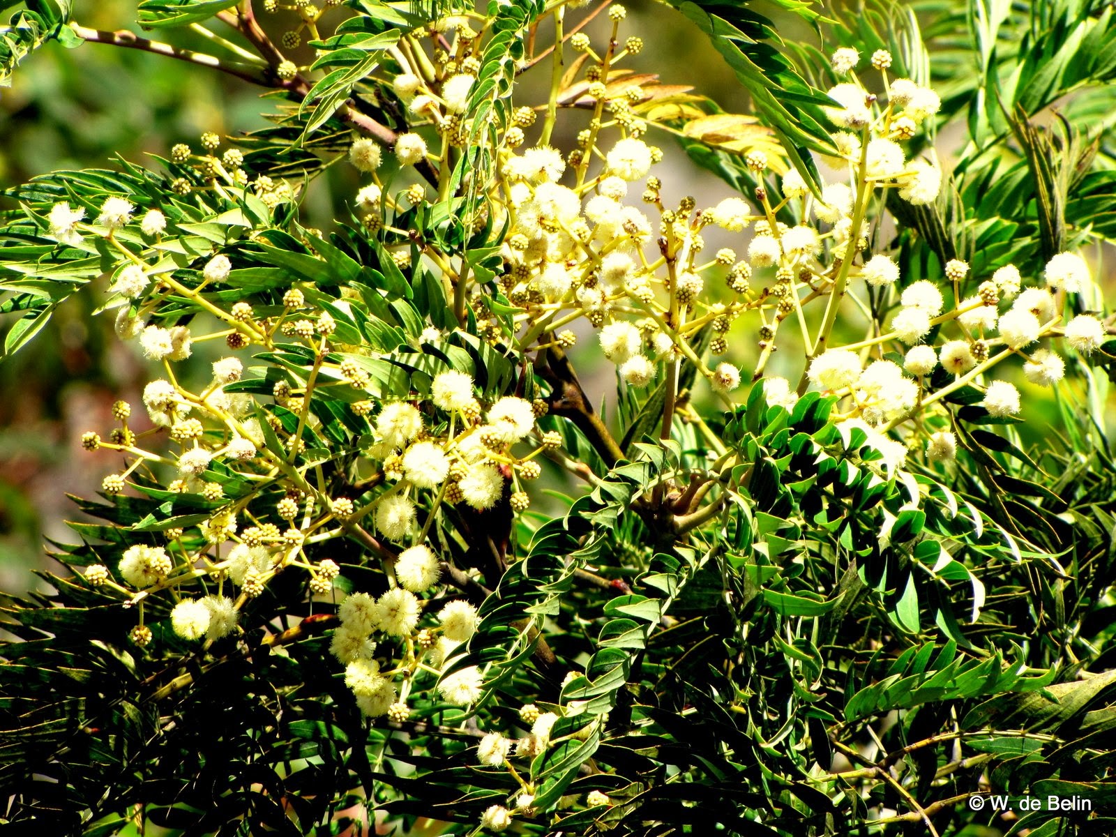Sydney's Wildflowers and Native Plants: Acacia elata - Cedar Wattle ...
