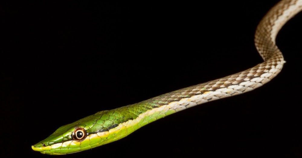 Culebra verde hocico puntiagudo sureña | Fauna Dominicana
