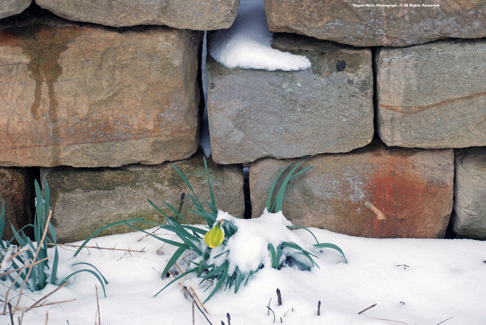 The High Knob Landform: March 2011 Ends Wet & Wintry