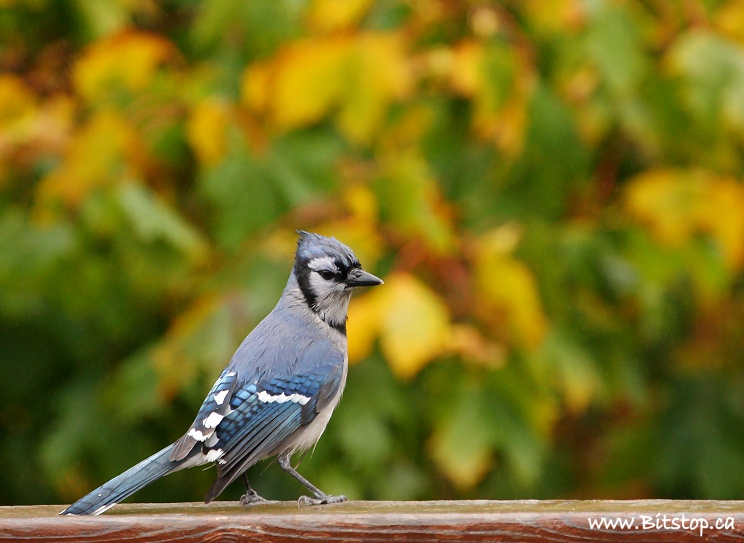 Bitstop: Blue Jays in the Rain
