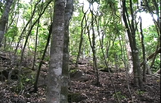 The Tropical Dry Forests of Hawaii