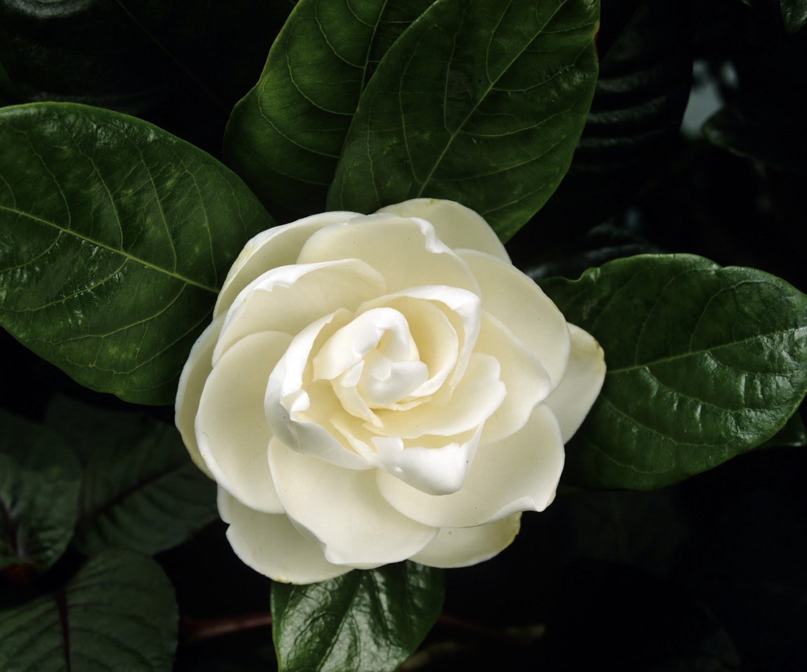 Flowers: Gardenia